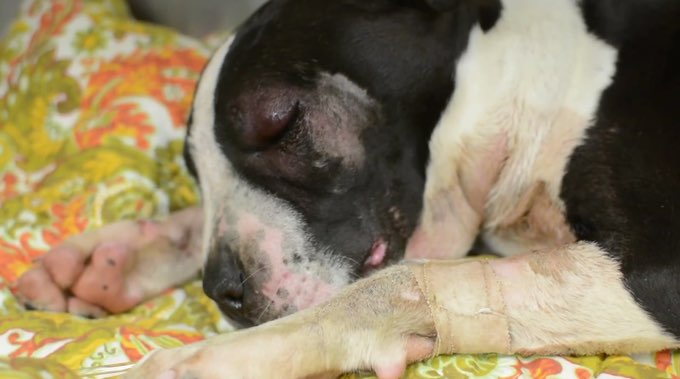 Dog Fighting Alive And Well In America: Puppy Used As Bait Miraculously ...