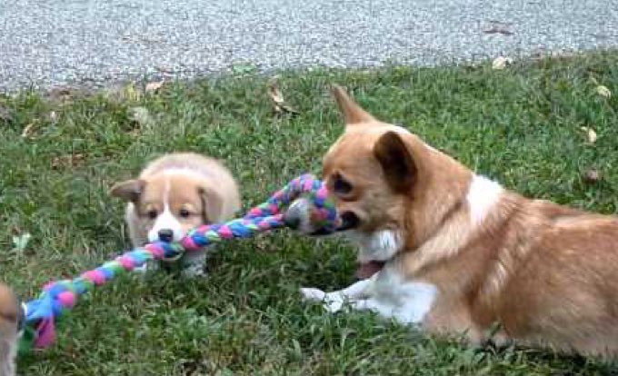 The Best Dog Mommas And Daddies For National Parents Day [VIDEOS] - DogTime