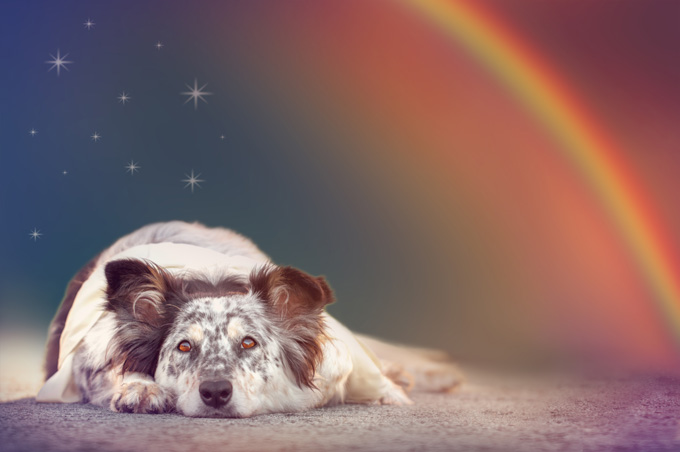 5 Awesome Meditations For Dogs To Prevent Anxiety And Relieve Stress ...