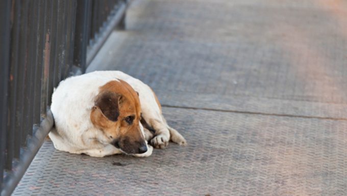 How To Find A Lost Dog: Tips, Warnings, & Steps You Can Take - DogTime