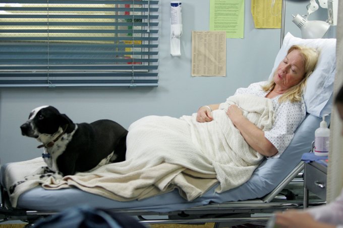 What To Do When You Have To Give Up Your Dog - DogTime