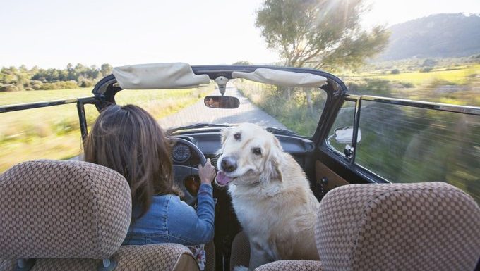 10 Things We Can Learn From Our Dogs - DogTime