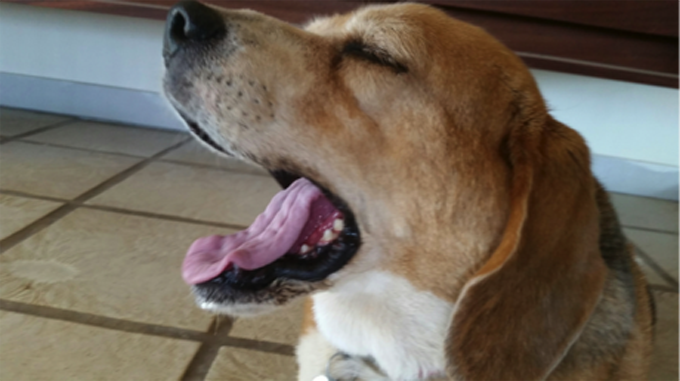 Doggy Kisses: To Smooch, Or Not To Smooch Your Pooch - DogTime