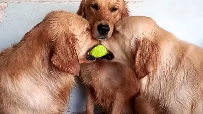 Random Dog Gifs Are The Best Thing On The Internet Today - DogTime