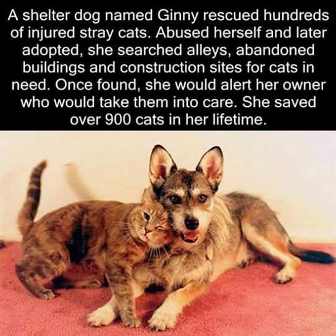 Celebrating Ginny: The Rescued Super Dog Who Saved Almost 1000 Cats ...