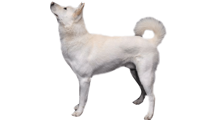 Korean Jindo Dog Breed Information & Pictures – Dogtime