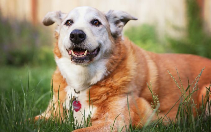 Dog Ages & Dog Stages - DogTime