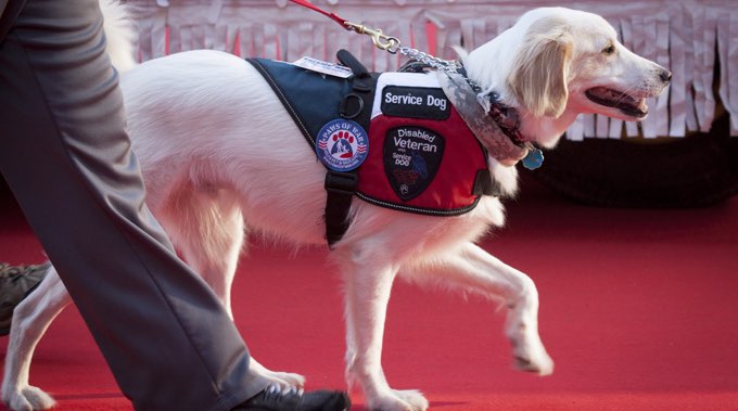 National Service Dog Month: Help Us Celebrate Service Dogs In September ...