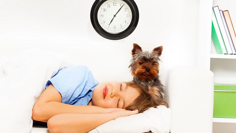 How The End Of Daylight Saving Time Affects Your Dog - DogTime