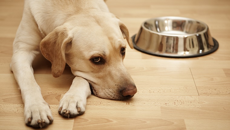 How The End Of Daylight Saving Time Affects Your Dog - DogTime