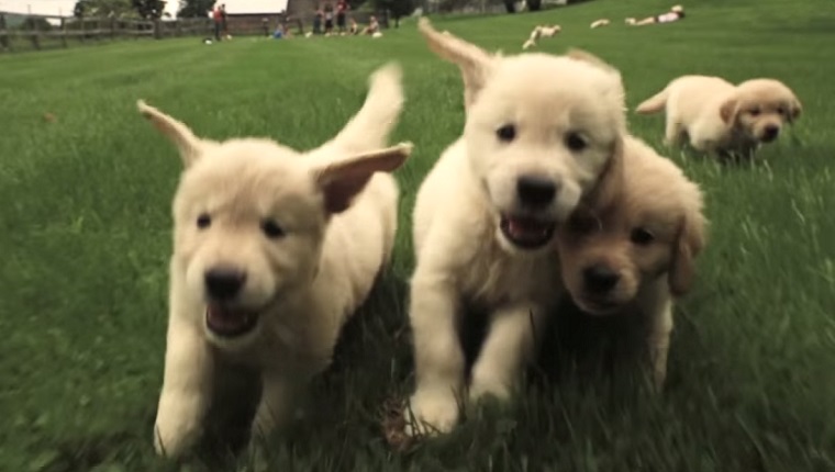 When Golden Retriever Puppies Attack... With Cuteness - DogTime