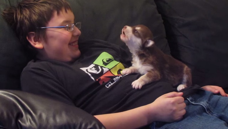 7 Siberian Huskies Who Love To Talk And Howl - DogTime