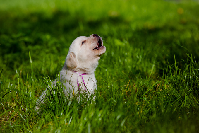 Why Dogs Love To Howl - DogTime
