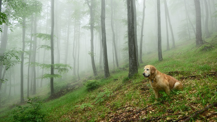 8 Myths & Legends About The Origins Of Dog Breeds' Unique Traits - DogTime