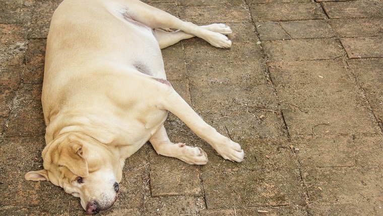 Diabetes Insipidus & Diabetes Mellitus In Dogs: Causes, Symptoms ...