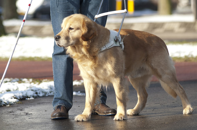 Speak Up To Fight Service Dog Fraud - DogTime