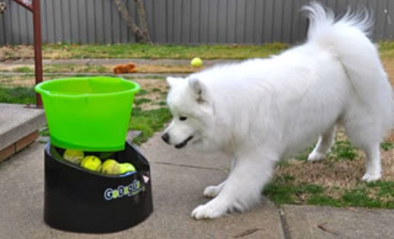 GoDogGo! Fetch Machine Review - DogTime
