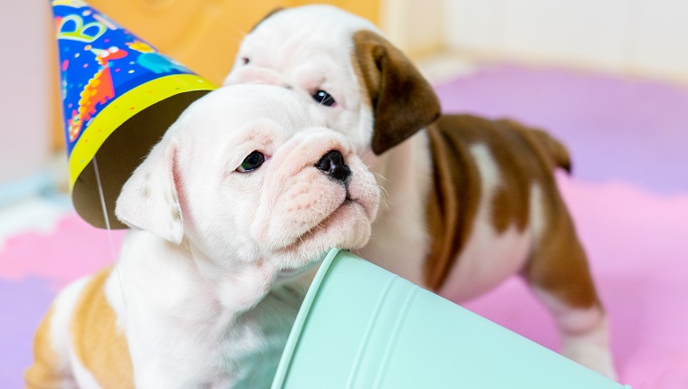 Puppy Shower Games To Celebrate Your New Furry Family Member - DogTime