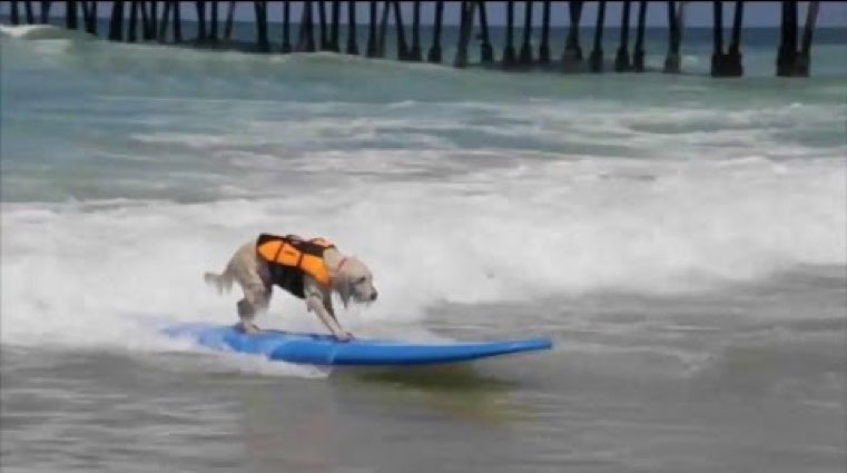Amazing Dogs Surf For Charity - DogTime