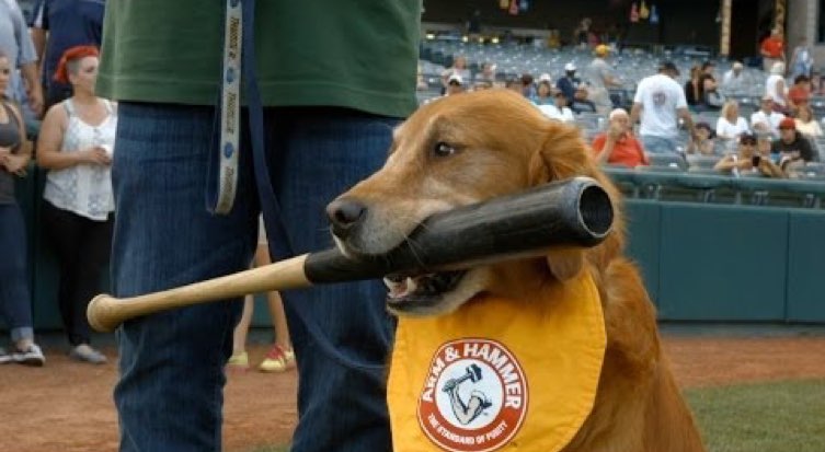 UC Davis' Bat-Retrieving Dog 'Cori' Steals Hearts on Field