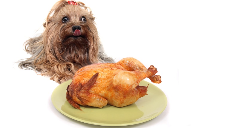 7 Homemade Thanksgiving Dog Food & Treat Recipes [VIDEOS] - DogTime