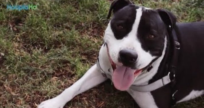 Homeless Woman Creates Family With Rescued Dogs [VIDEO] - DogTime