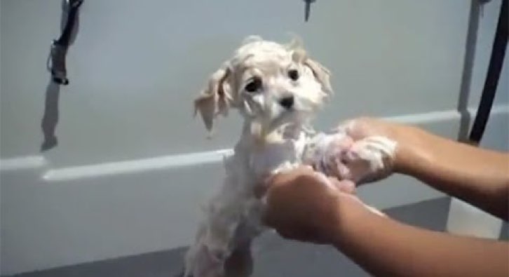 Puppy's First Haircut [VIDEO] - DogTime