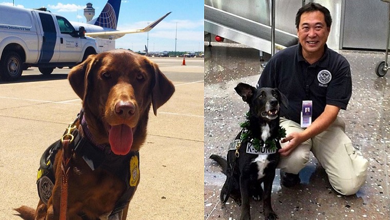 You Can Adopt Your Very Own TSA Explosives Detection Dog - DogTime