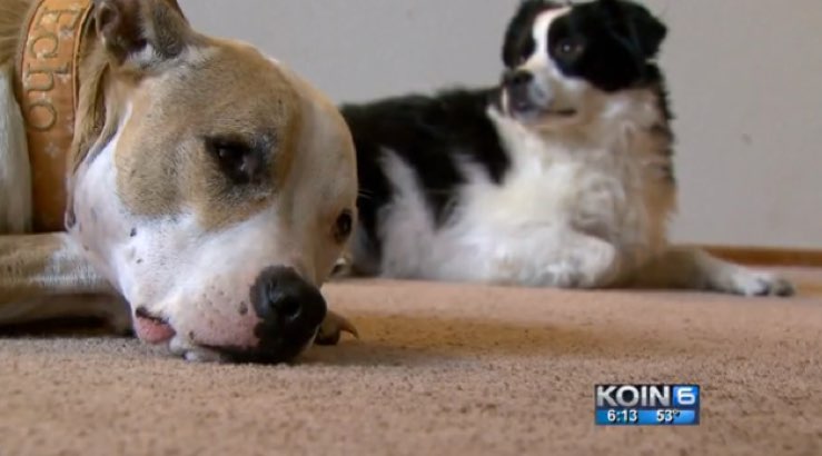 Would Your Dogs Protect You In The Event Of A Break In? - DogTime