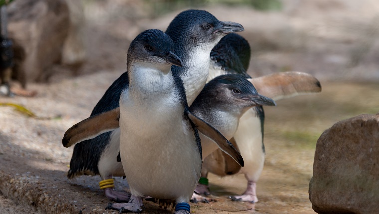 Dogs Protect Mini Penguins From Being Wiped Out On A Tiny Island - DogTime