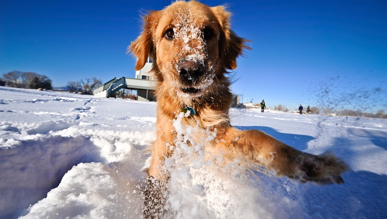 Winter Weather? Build A Snow Maze For Your Dogs! - DogTime