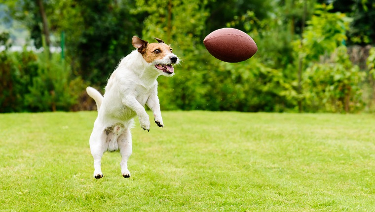 6 Dogs Who Are Ready For Super Bowl Sunday [VIDEOS] - DogTime