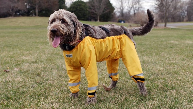 The Internet's Newest Ridiculous Debate: How Would A Dog Wear Pants ...