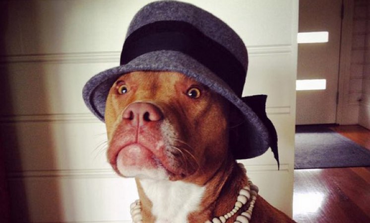 25 Dogs All Dressed Up For Dress Up Your Pets Day - DogTime