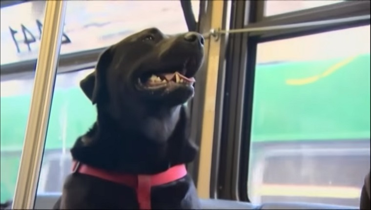 RIP Eclipse: Seattle’s Famous Bus-Riding Dog Dies - DogTime