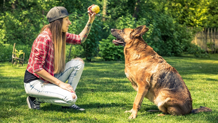 10 Fun, Impressive Tricks You Can Teach Any Dog