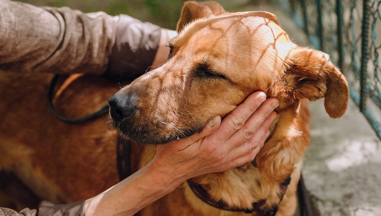 Change A Pet's Life Day: 9 Dogs Whose Lives Changed For The Better ...