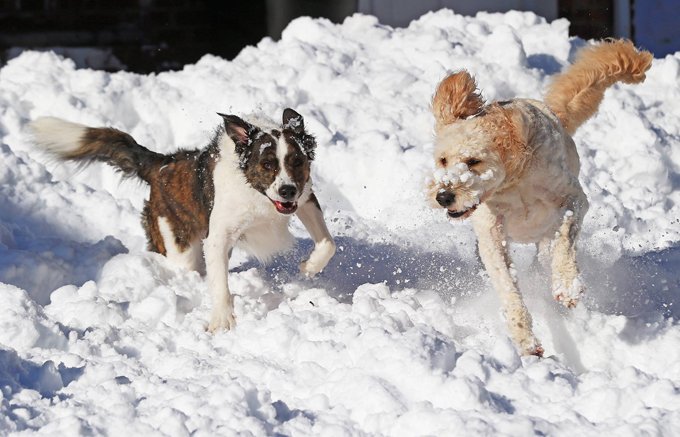 5 Dog Friendly Winter Resorts - DogTime