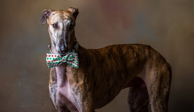 Greyhound Torture in Spain: What is World Galgo Day?