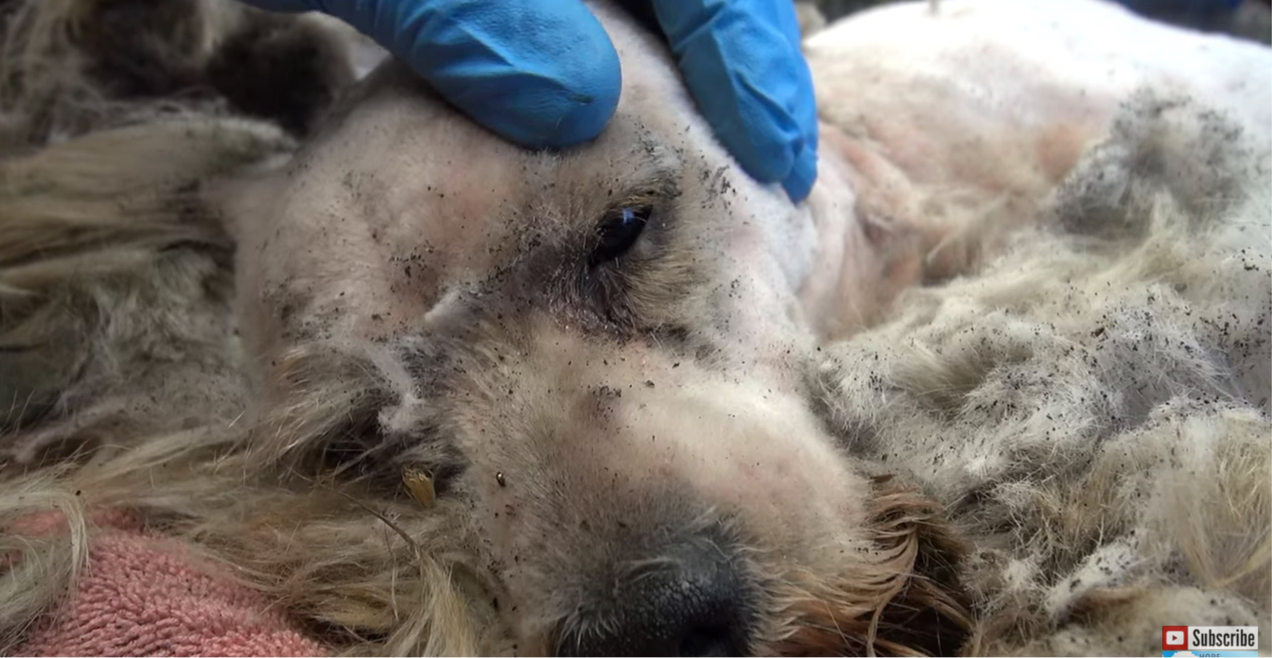 Flea Infested Street Dog Shuts Down After Rescue, But Then... [VIDEO ...