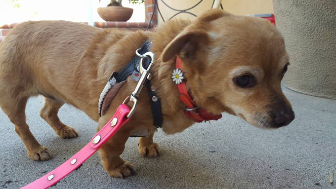 The Buddy Belt Harness For Dogs Product Review - DogTime