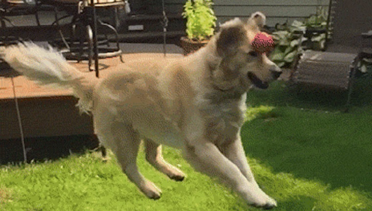 27 Hilarious GIFs Of Dogs Who Fail At Fetch [GALLERY] - DogTime