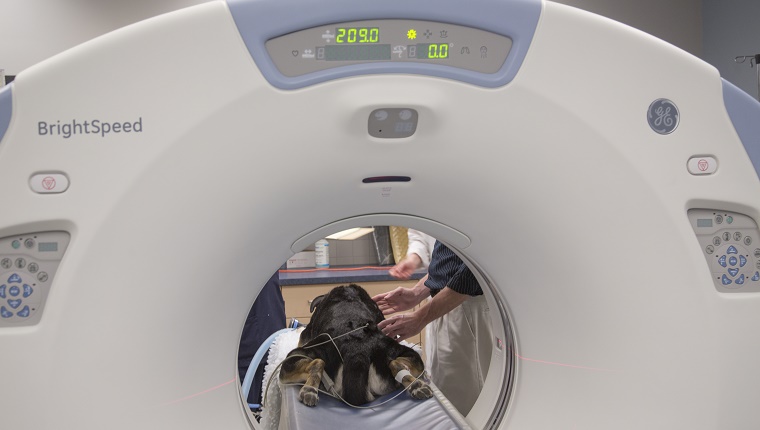 MRI Scans Prove Dogs Can Read Emotions On Your Face - DogTime