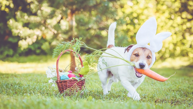 25 Easter Dog & Puppy Pictures To Make You Smile - DogTime