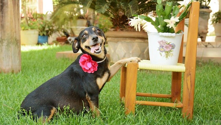 Pregnant Dog's Maternity Pictures Are Beautiful - DogTime