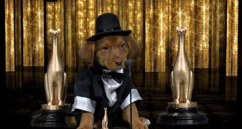 Stephen Colbert Invented The Puppy Oscars WATCH! - DogTime