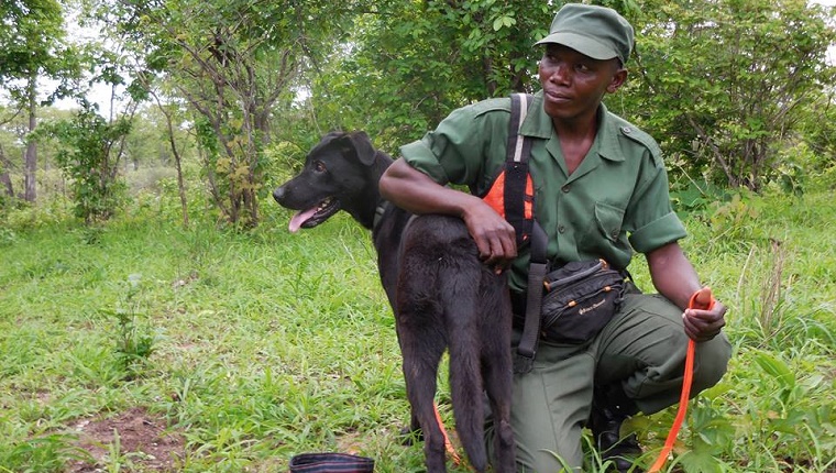 Ruger The Anti-Poaching Dog Shuts Down 150 Poachers In Zambia - DogTime