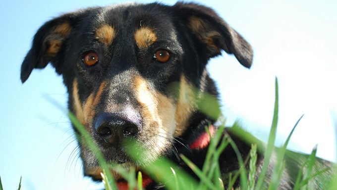 Tips For Decompressing Your New Rescue Dog - DogTime