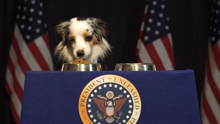 Awesome April Fool's Day Pet Prank - DogTime