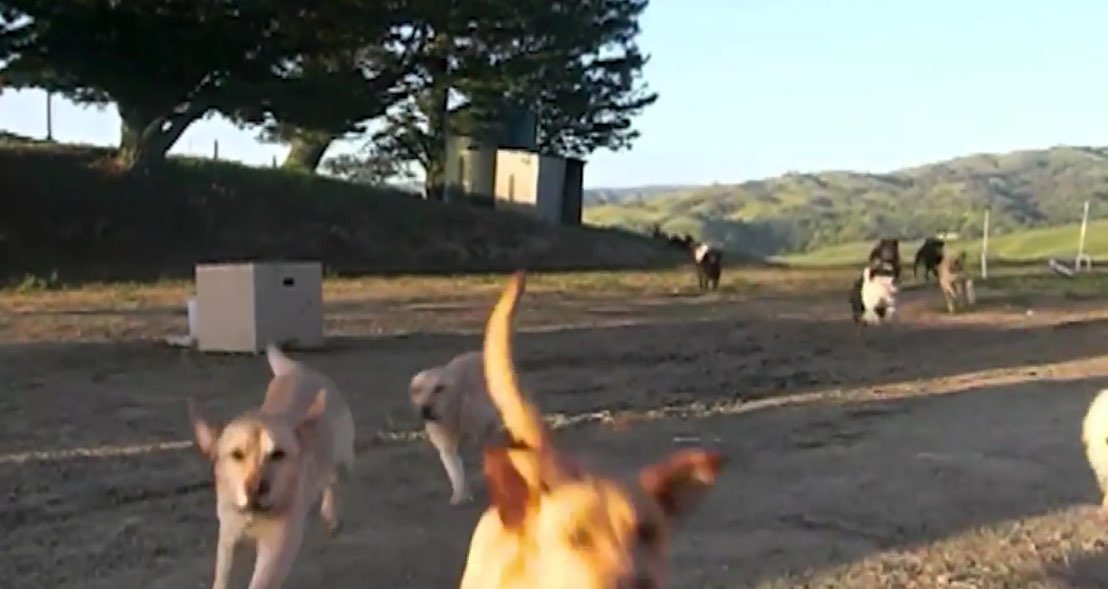 Charging Pack Of Happy Dogs [VIDEO] - DogTime